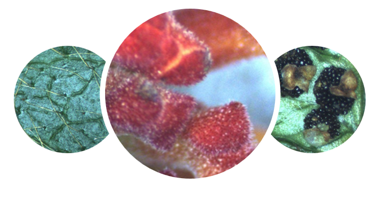 DataPlenoptic/ Parametros de procesamiento